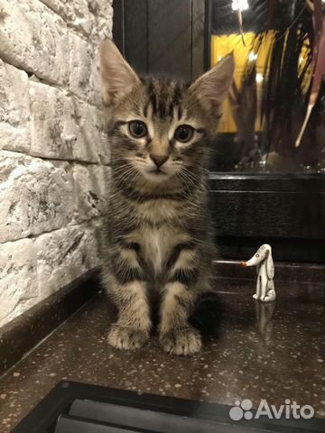 Котёнок Матвей