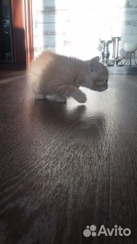 Курильский бобтейл (девочка)