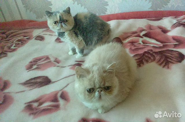 Персидские котята