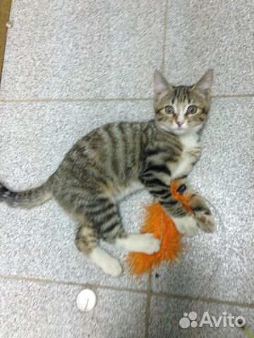 Котята ищут дом