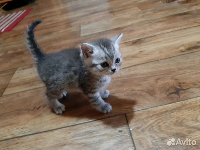 Шотландские котята