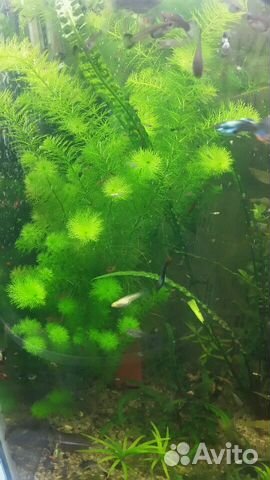 Аквариумное растение