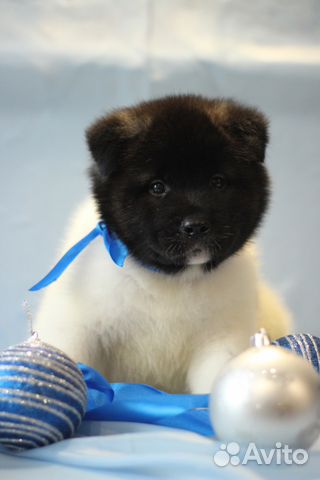 Плюшевые пупсы Акитосы