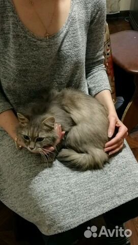 Очень ласковая, ручная ухоженная кошечка