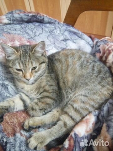 Кошечка трецветная 3 месяца