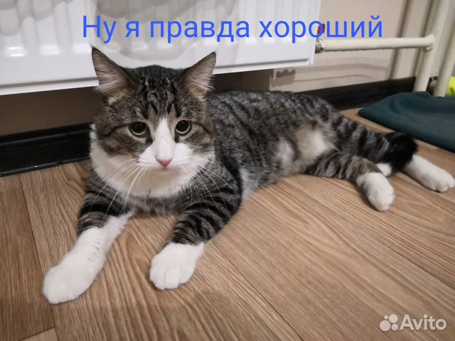 Супер-кот Афанасий