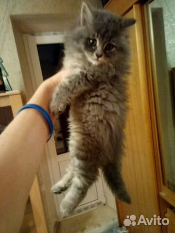 Персидская или сибирская