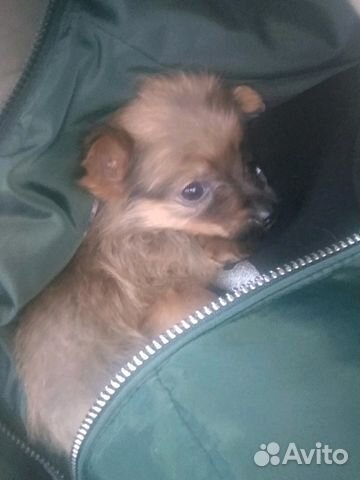 Шпицедетки