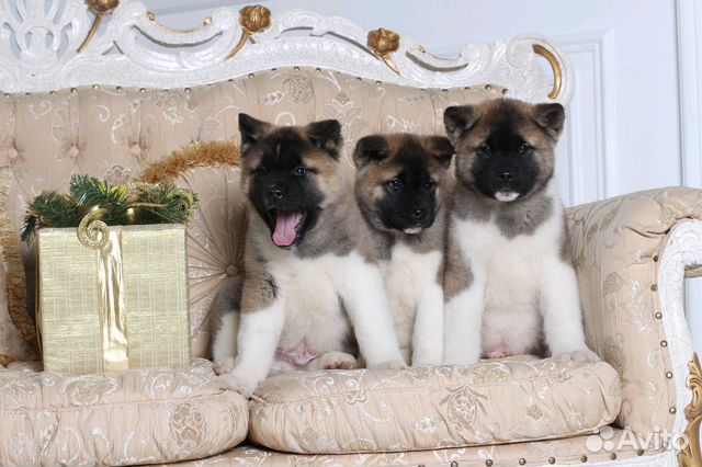 Щенки американской акиты Шоу класса