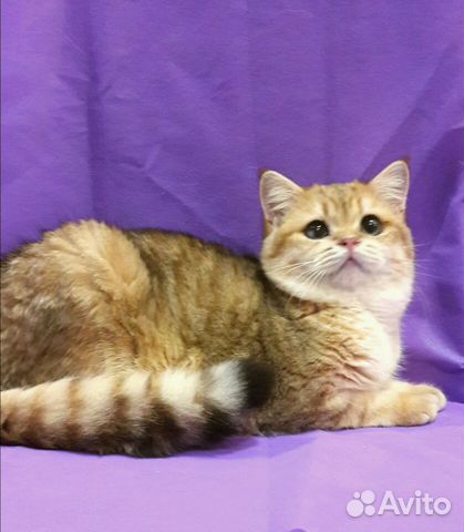 Подрощенный котик
