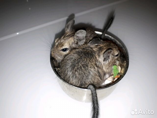 Бельчата дегу