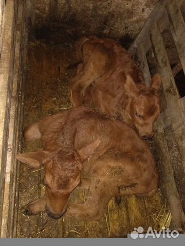 Продам телочек