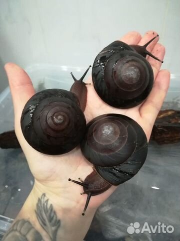 Pleurodonte excellens, Эксы, Древесные улитки