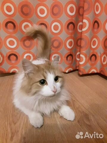 Снежная Пушинка)