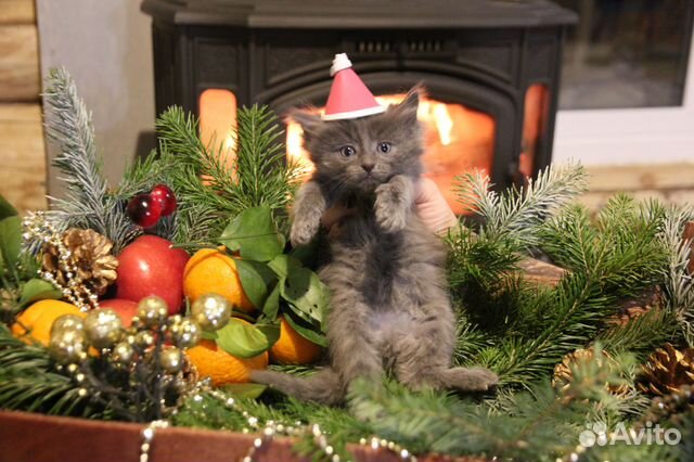 Три пушистых подарочка к Новому году