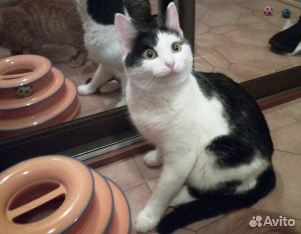 Плюшка Моника В добрые руки