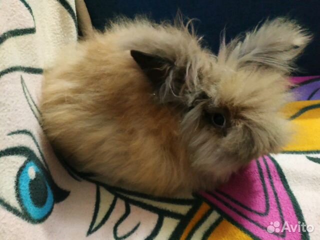 Кролик декоративный