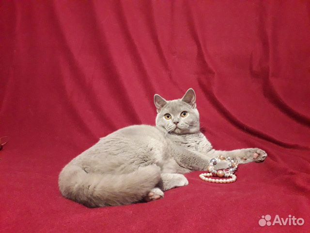Очаровательная кошечка