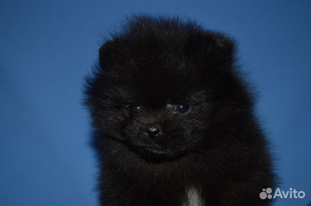 Померанская Куклена