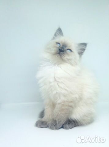 Котята рэгдолл (регдол, регдолл, тряпичная кукла)