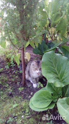 Отдам котенка (1 годик) метис сибиряка