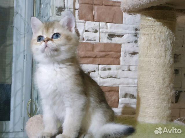 Британский золотой кот Леон
