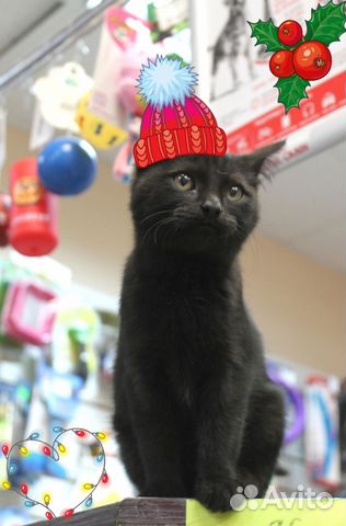 Котенок в добрые руки