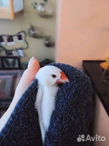 Рисовая амадина