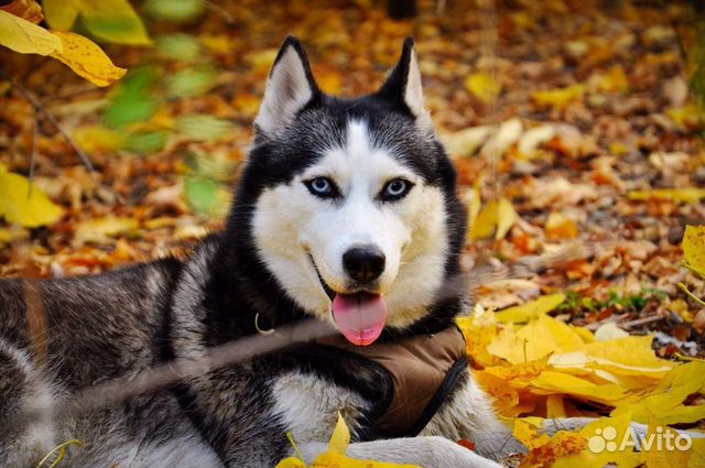 Сибирский хаски