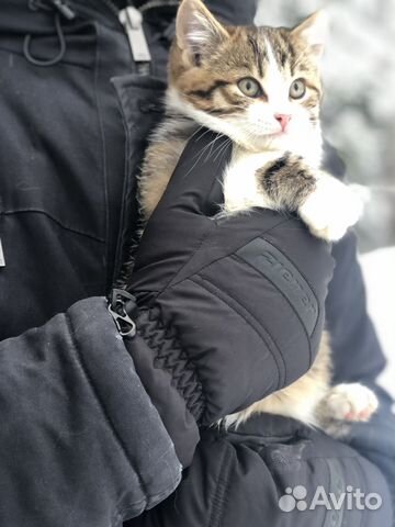 Отдаем пушистого малыша в добрые руки