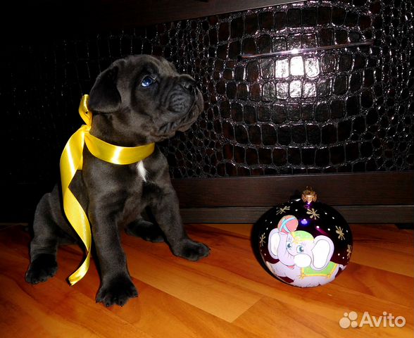 Щенки Кане-Корсо