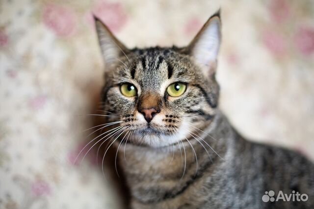 Котик Мурзик