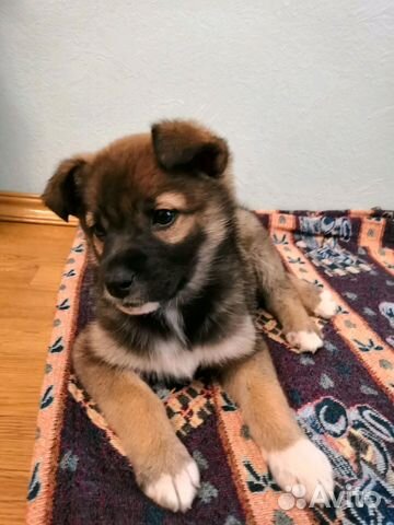 В добрые руки