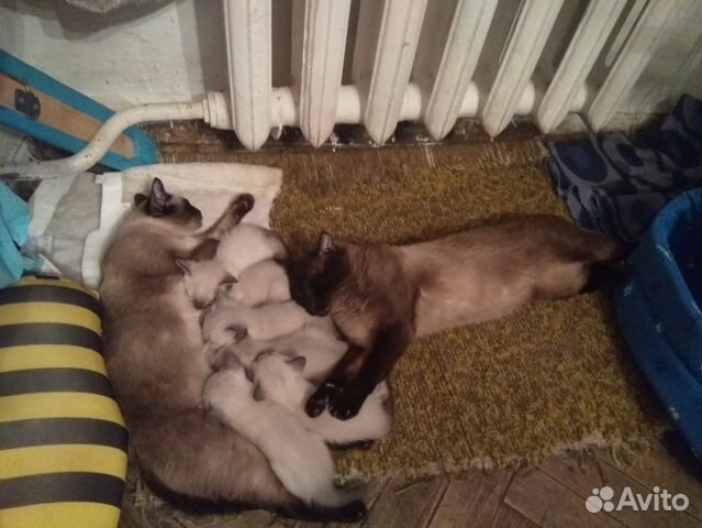 Котята Тайские (традиционно Сиамские)