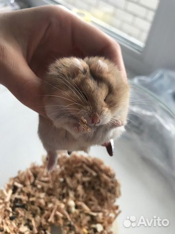 Отдам хомяка