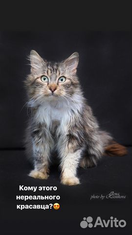 Кот Матрос в лучшие руки