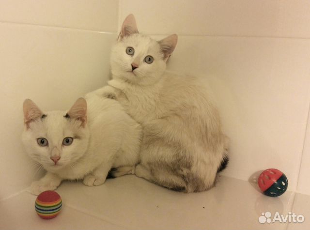 Котятя 3,5 мес