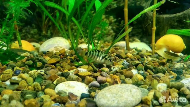 Рыбы Цихлиды