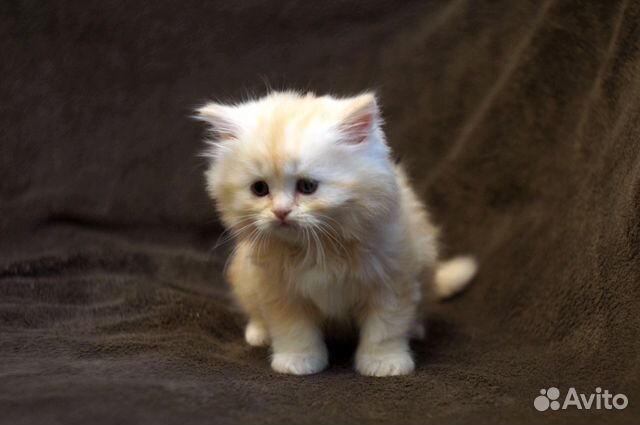 Рыжий котик шотландец