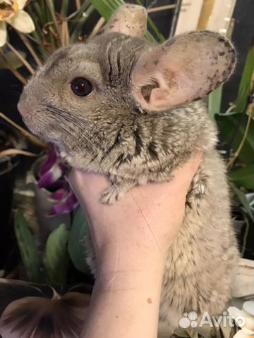 Домашние шиншиллы, девочки