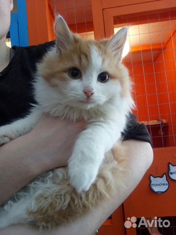 Котенок Перчик, 3.5 месяца (из приюта)