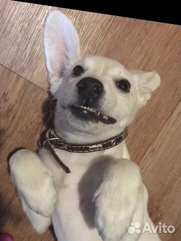 Пристрой щенка-потеряшки. Милаха ищет дом