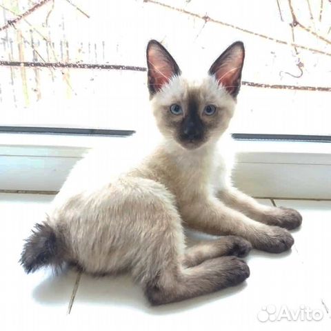 Котята редкой породы меконгский бобтейл