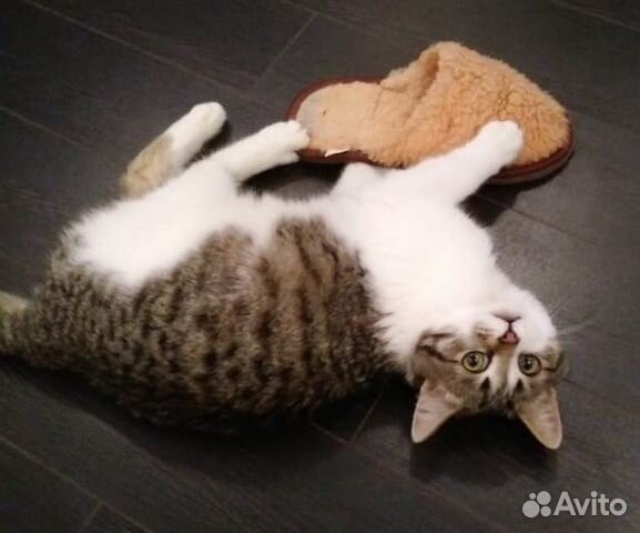 Ласкун Боняша ищет добрые и ответственные ручки