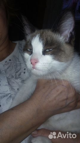 Котенок тайской породы в добрые руки