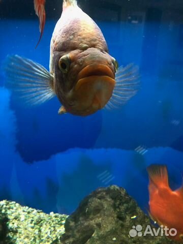 Аквариумные Рыбки