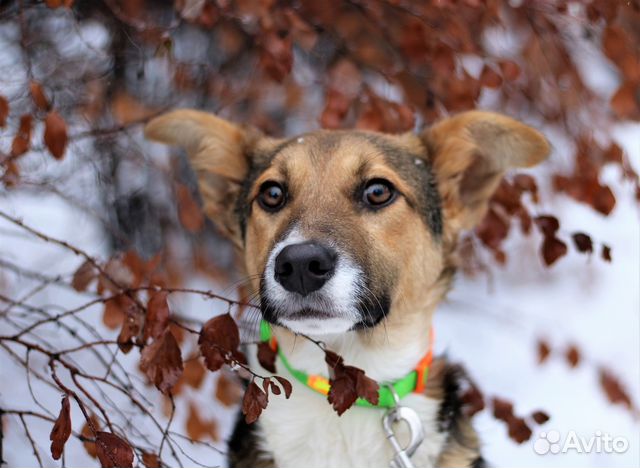 Крупный щенок Бруно