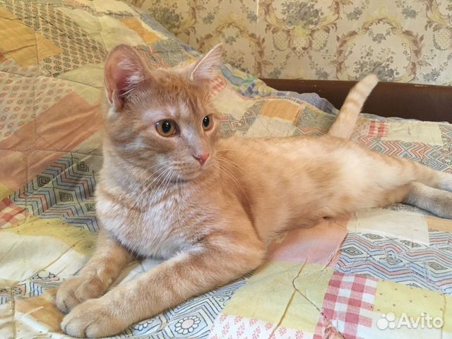 Котик 10-11 месяцев
