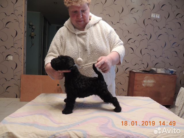 Керри блю терьер