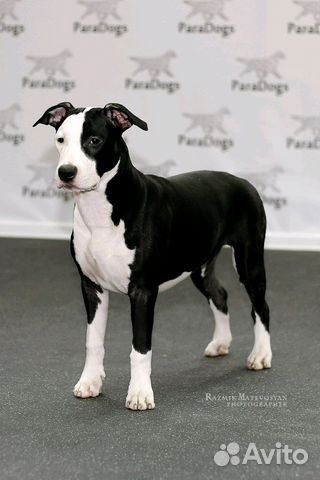 Шоу девочка Ам Стафф